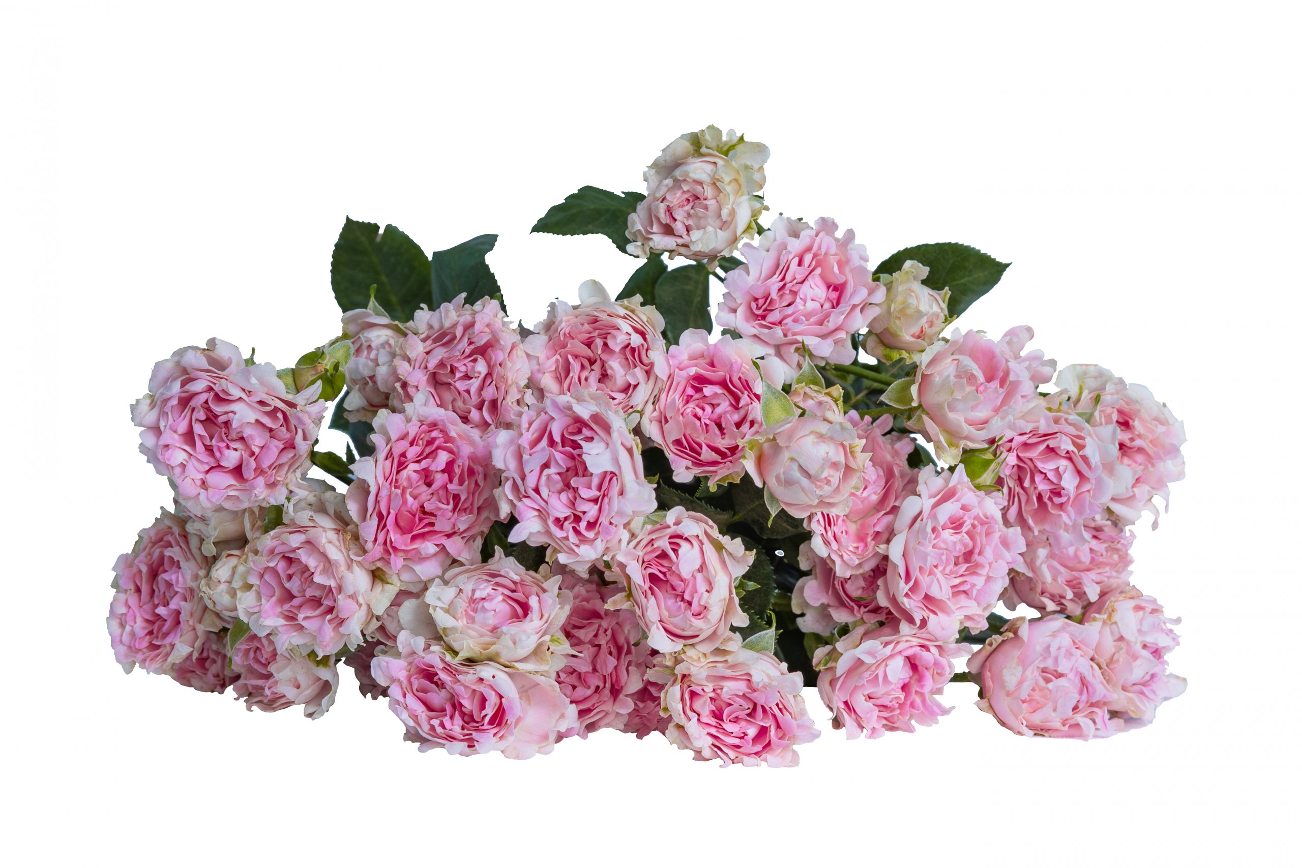 Candy – Flora Times