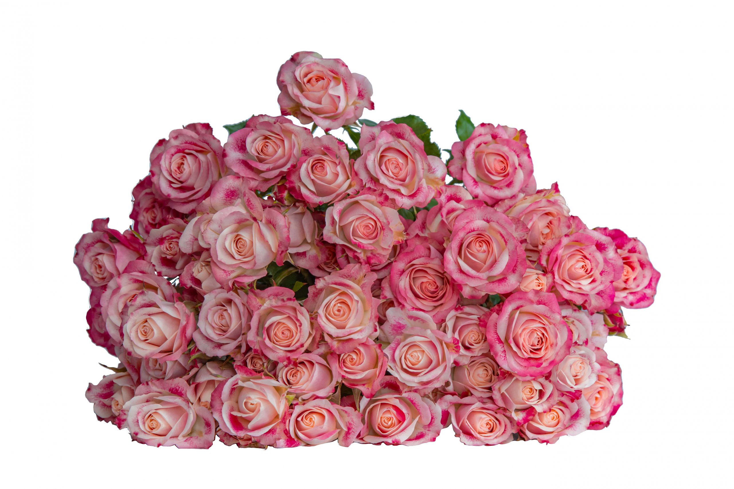 Flinders Lane – Flora Times