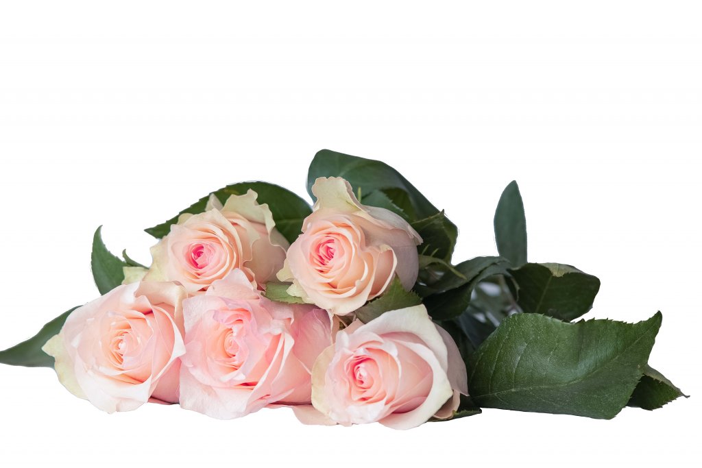 Rosemotion – Flora Times