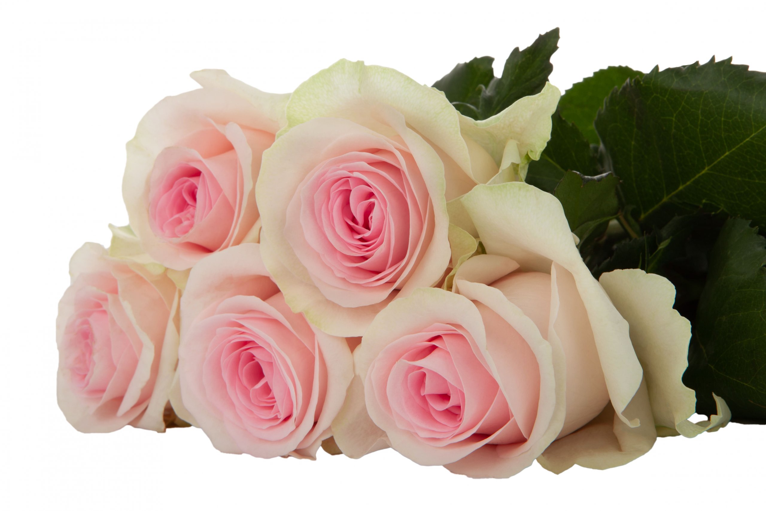 Sweet Revival – Flora Times