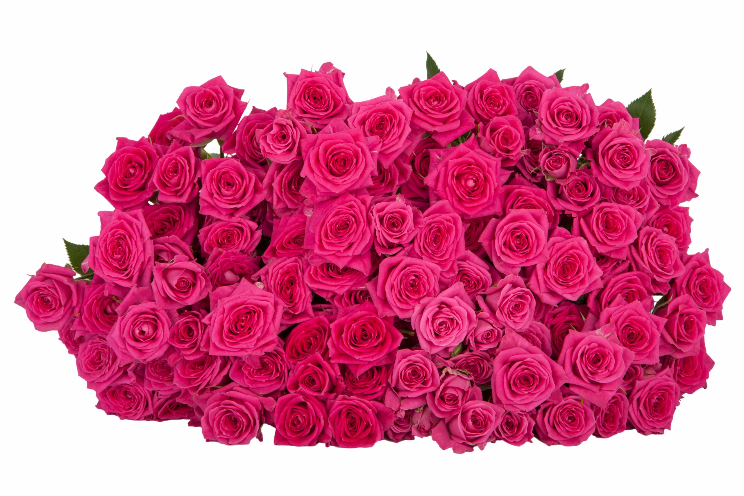 Tessa – Flora Times